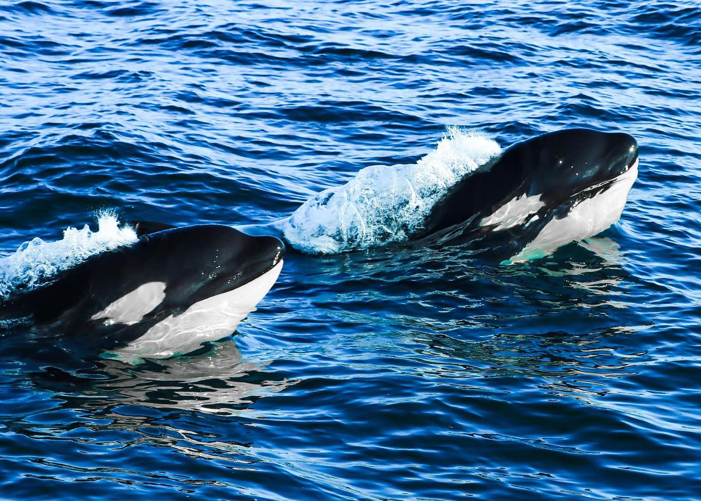 By Hugo Camarillo Alvarado